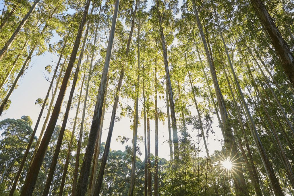 One&Only Gorilla’s Nest, Rwanda – Flora & Fauna – Trees Forest – One ...